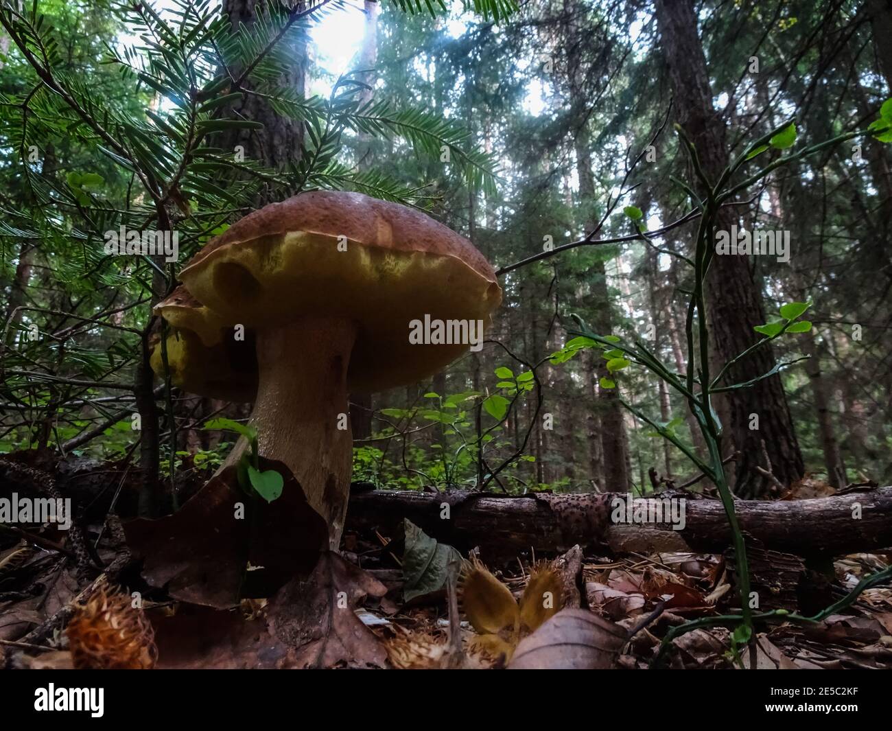 boletus mushroom in the forest floor view from below while hiking Stock ...