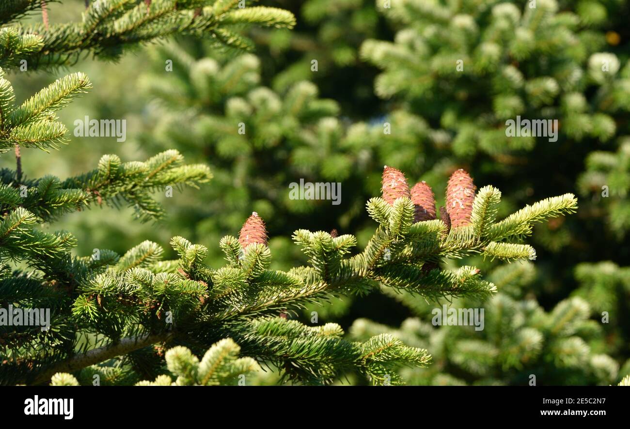 fir cones, standing upright on green twigs Stock Photo - Alamy