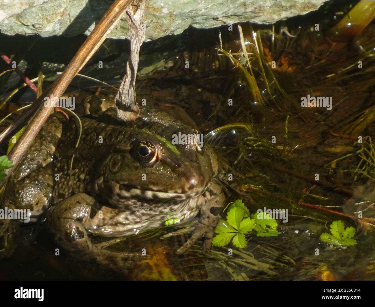 frog in the water with plants close up view Stock Photo - Alamy