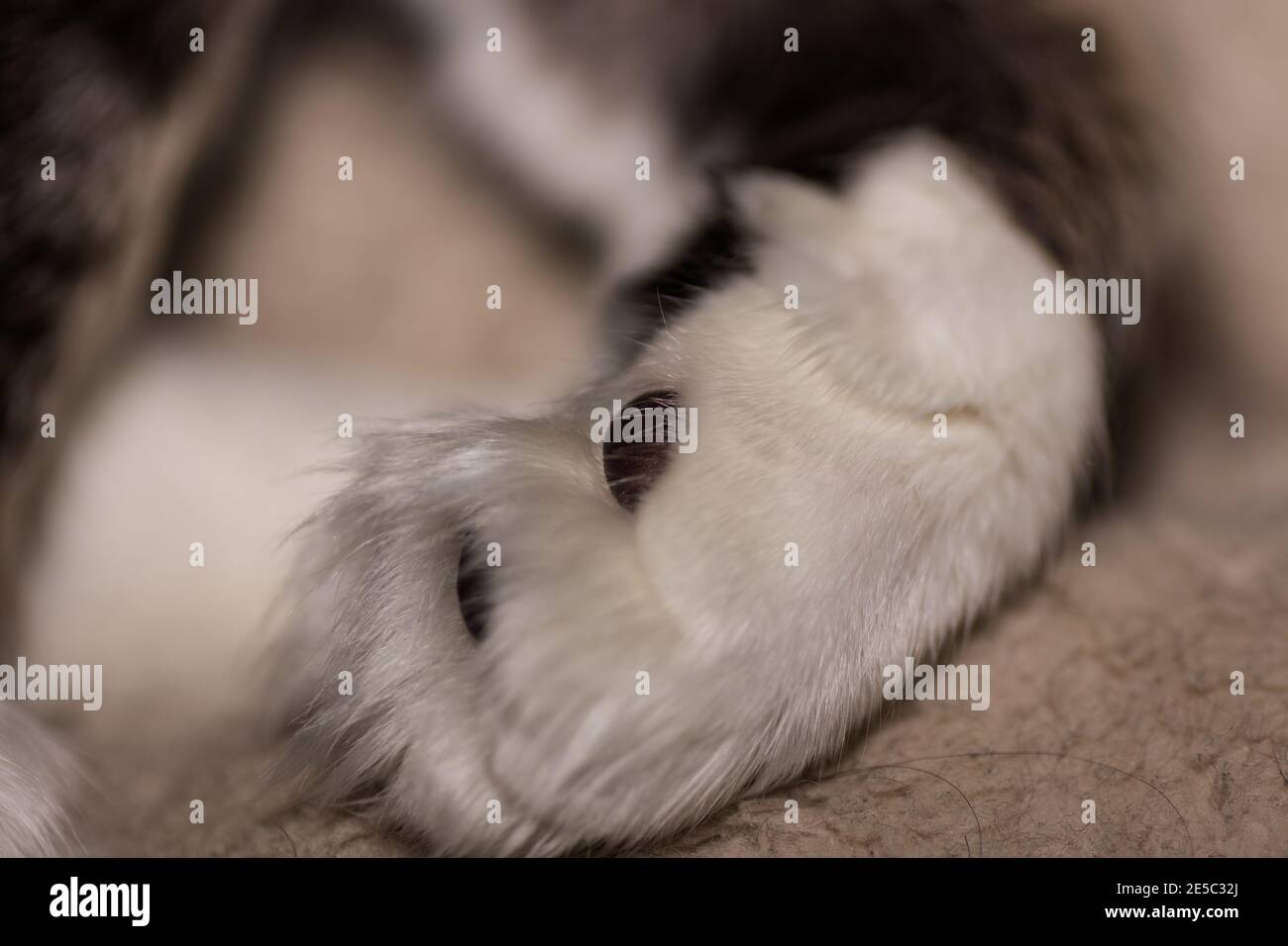 soft fluffy paws from a maine coon cat macro view Stock Photo - Alamy