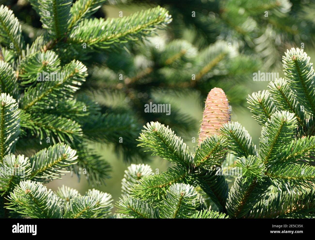 Upright cones hi-res stock photography and images - Alamy