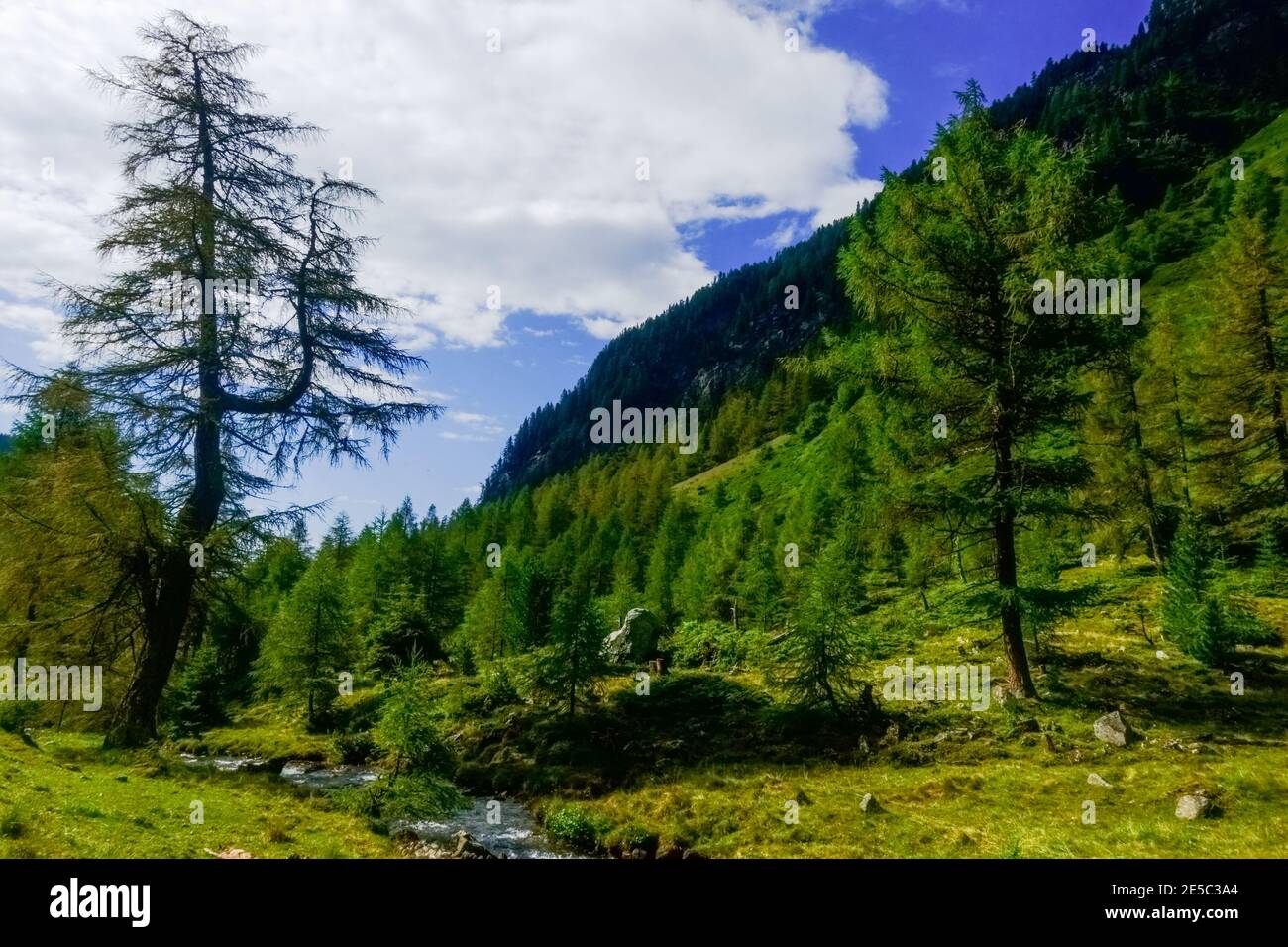 beautiful trees in a mountain valley in the summer on vacation Stock ...