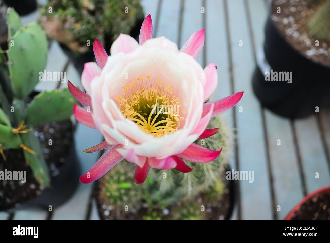 Top of flower spike hi-res stock photography and images - Alamy