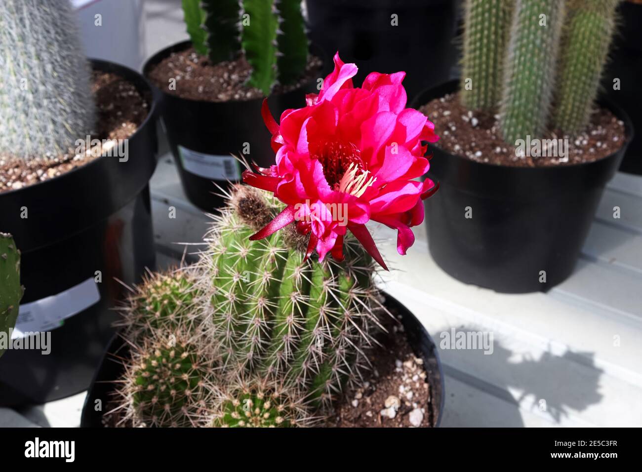 A pink torch cactus flower about to open Stock Photo - Alamy