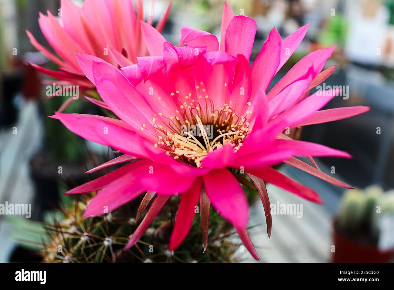 Cacti with pink bloom hi-res stock photography and images - Alamy