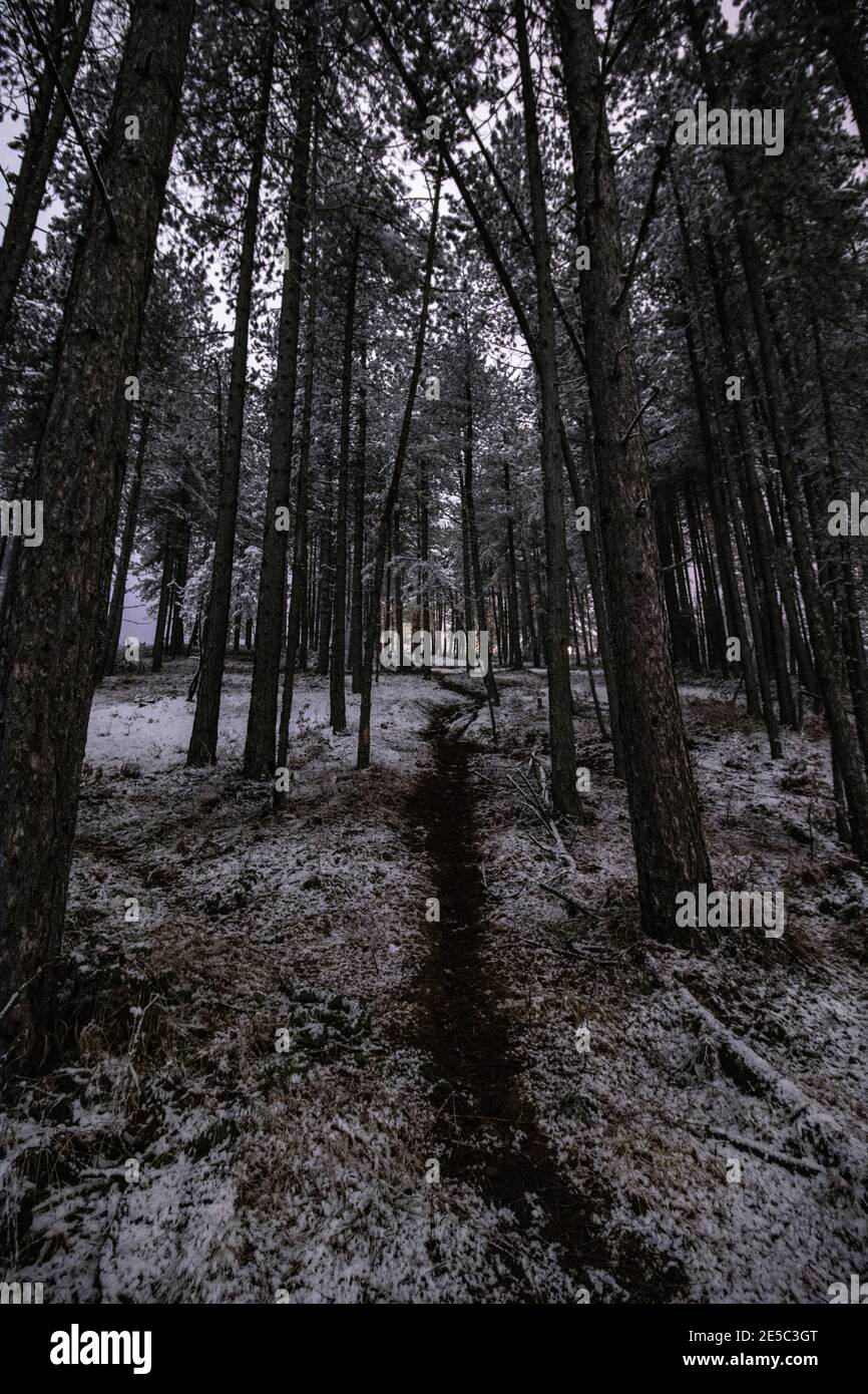 Horrify forest hi-res stock photography and images - Alamy