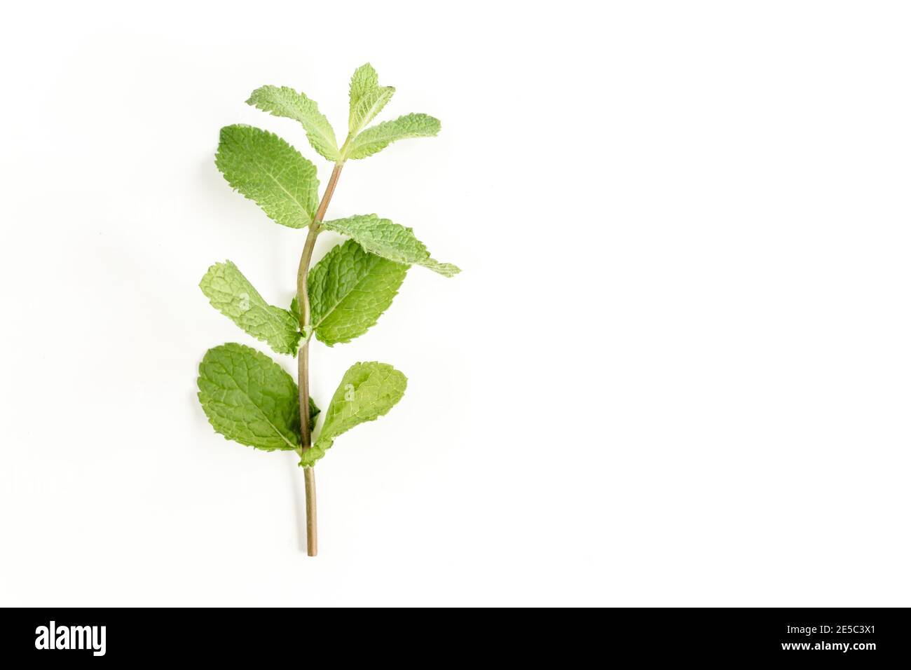 Green branch and leaf Mint isolated on white background. Set of ...