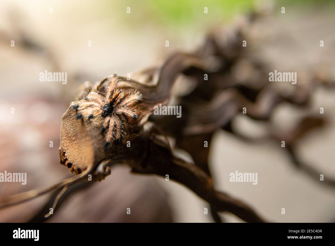 Coconut spider hi-res stock photography and images - Alamy