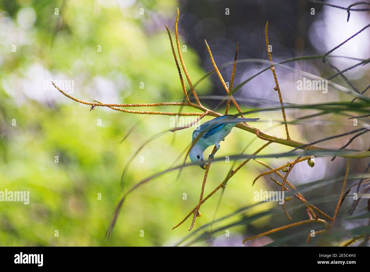 A tropical blue bird eating palm fruit in its habitat Stock Photo - Alamy