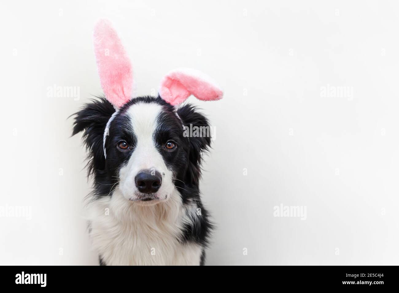 Happy Easter concept. Funny portrait of cute smiling puppy dog border ...