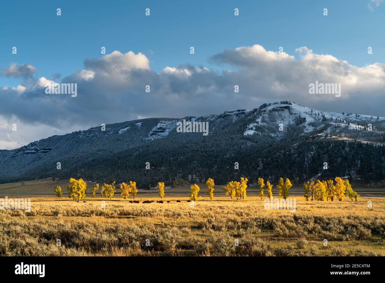 lamar valley with early autumn snowfall in yellowstone national park of ...