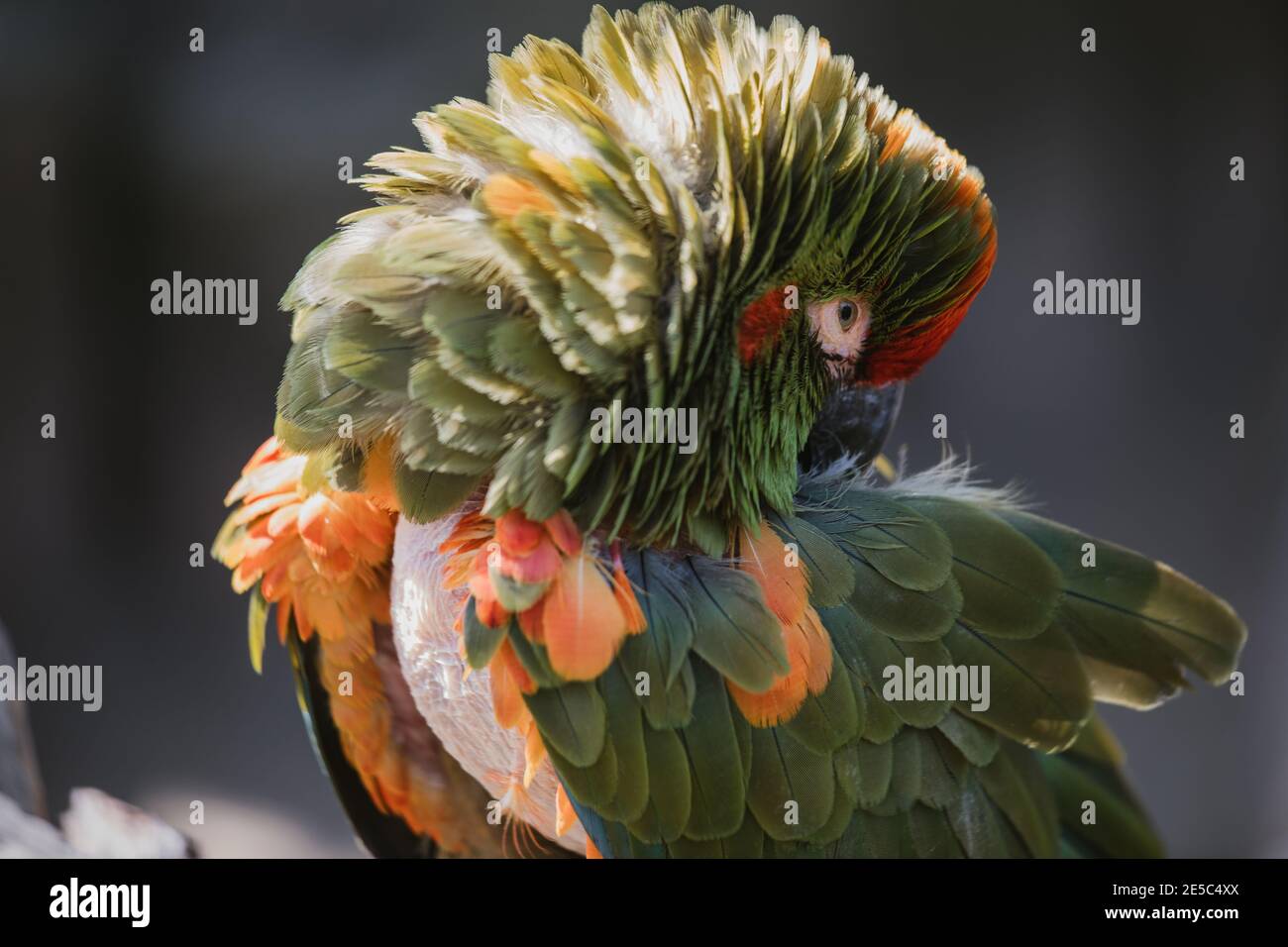 Green macaw exotic parrot without feathers, sick amazon rain forest ...