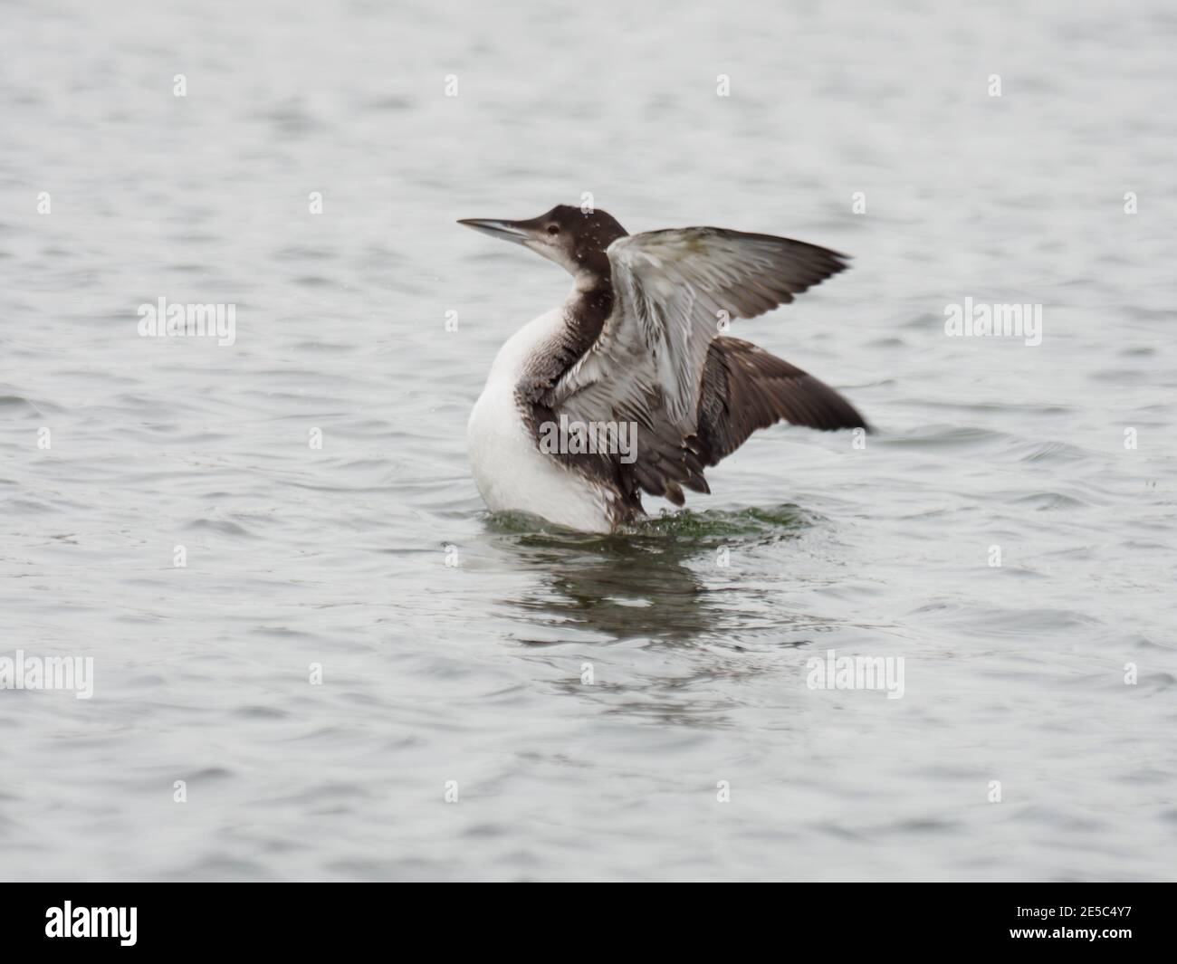 A Common Loon also known as the Great Northern Diver (Gavia immer) in ...