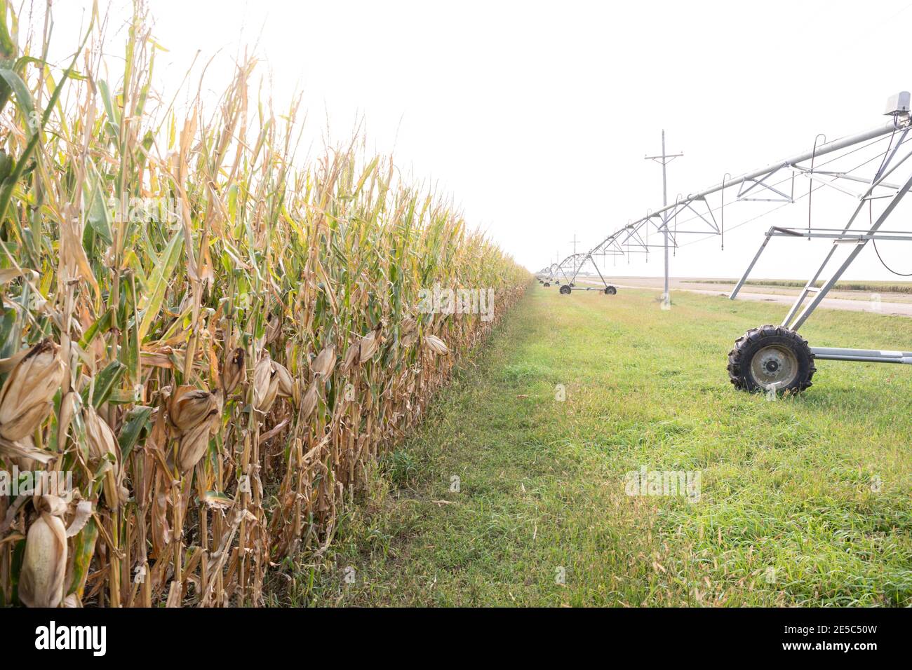 Center pivot irrigation corn hi-res stock photography and images - Alamy