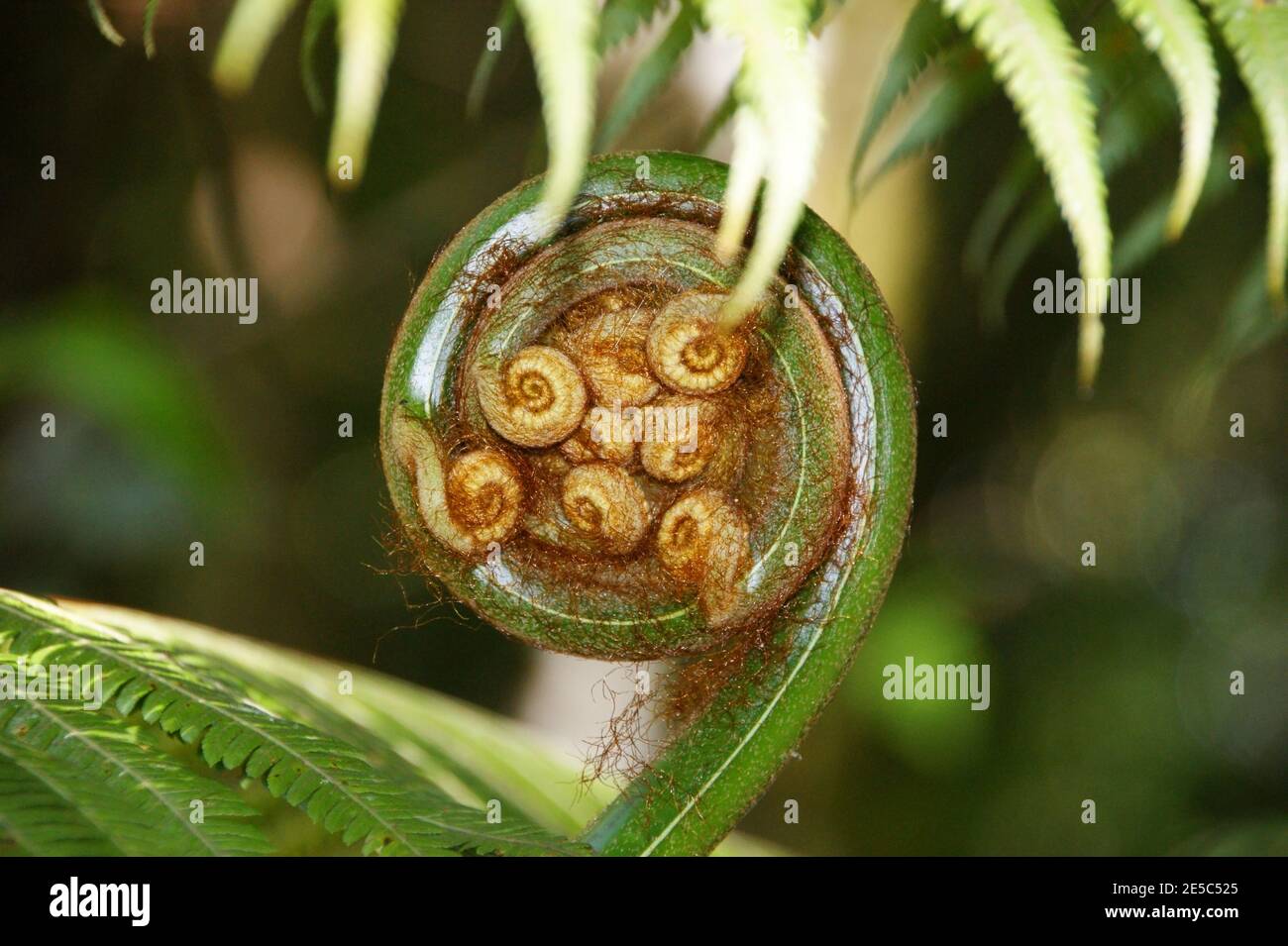 Fern leaf opening close up. Rain forest plant. Cyathea contaminans ...