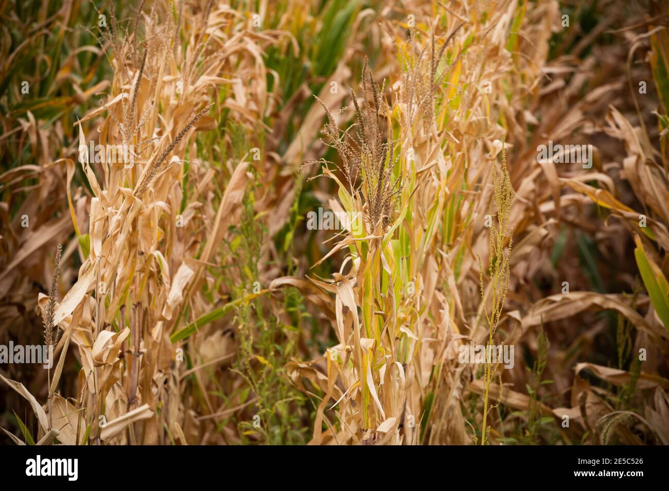 Maize, almost ready for harvest Stock Photo - Alamy