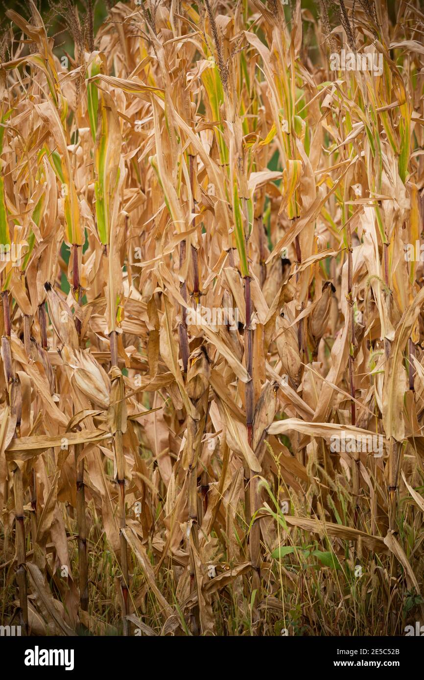Maize, almost ready for harvest Stock Photo - Alamy