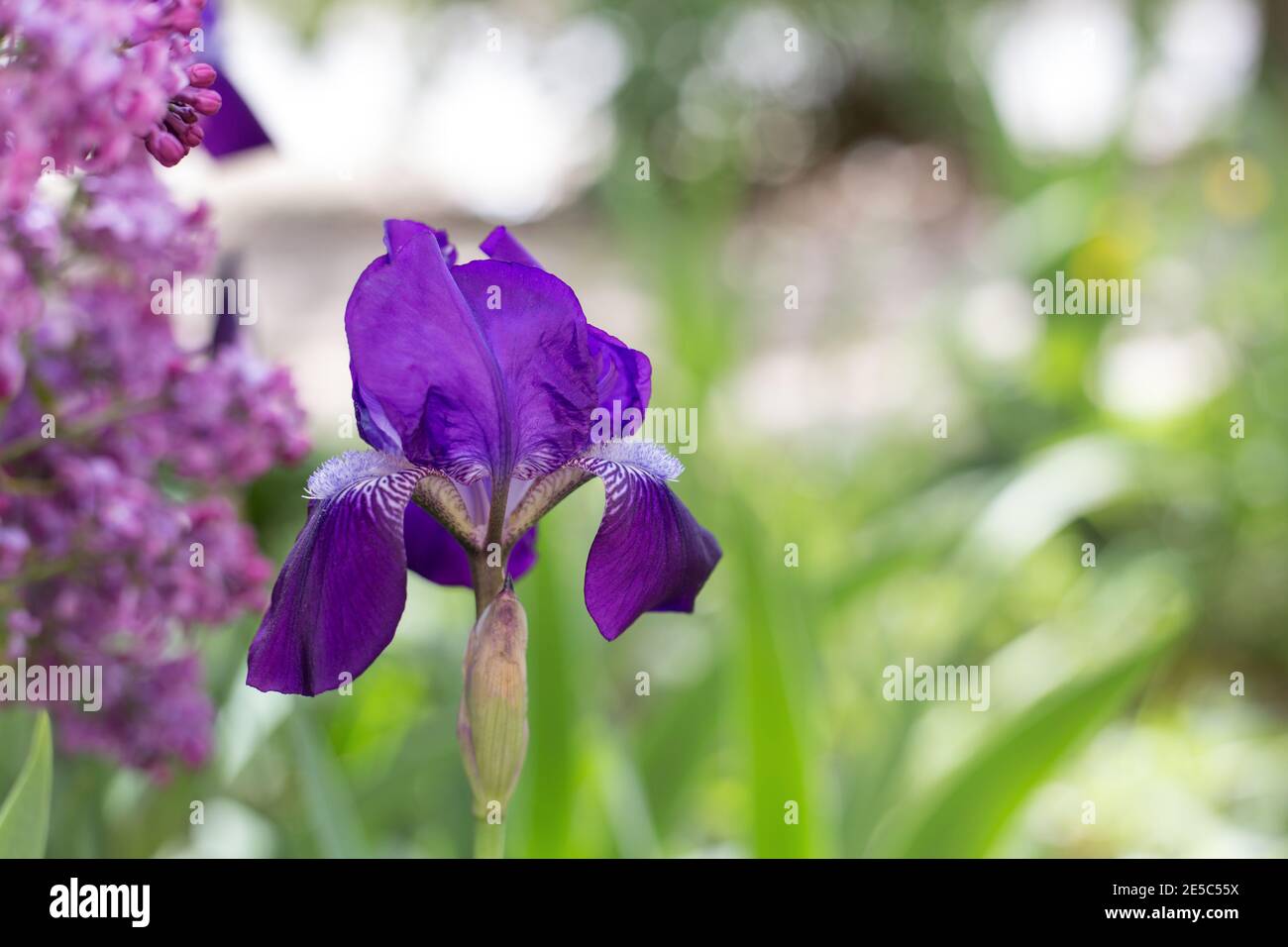 Spring iris flower plant in nature. Purple beautiful flower bloom ...