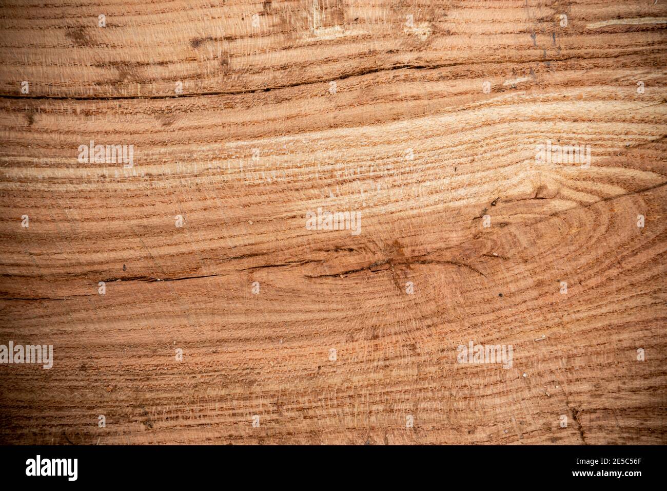 Grain of black locust wood Stock Photo - Alamy