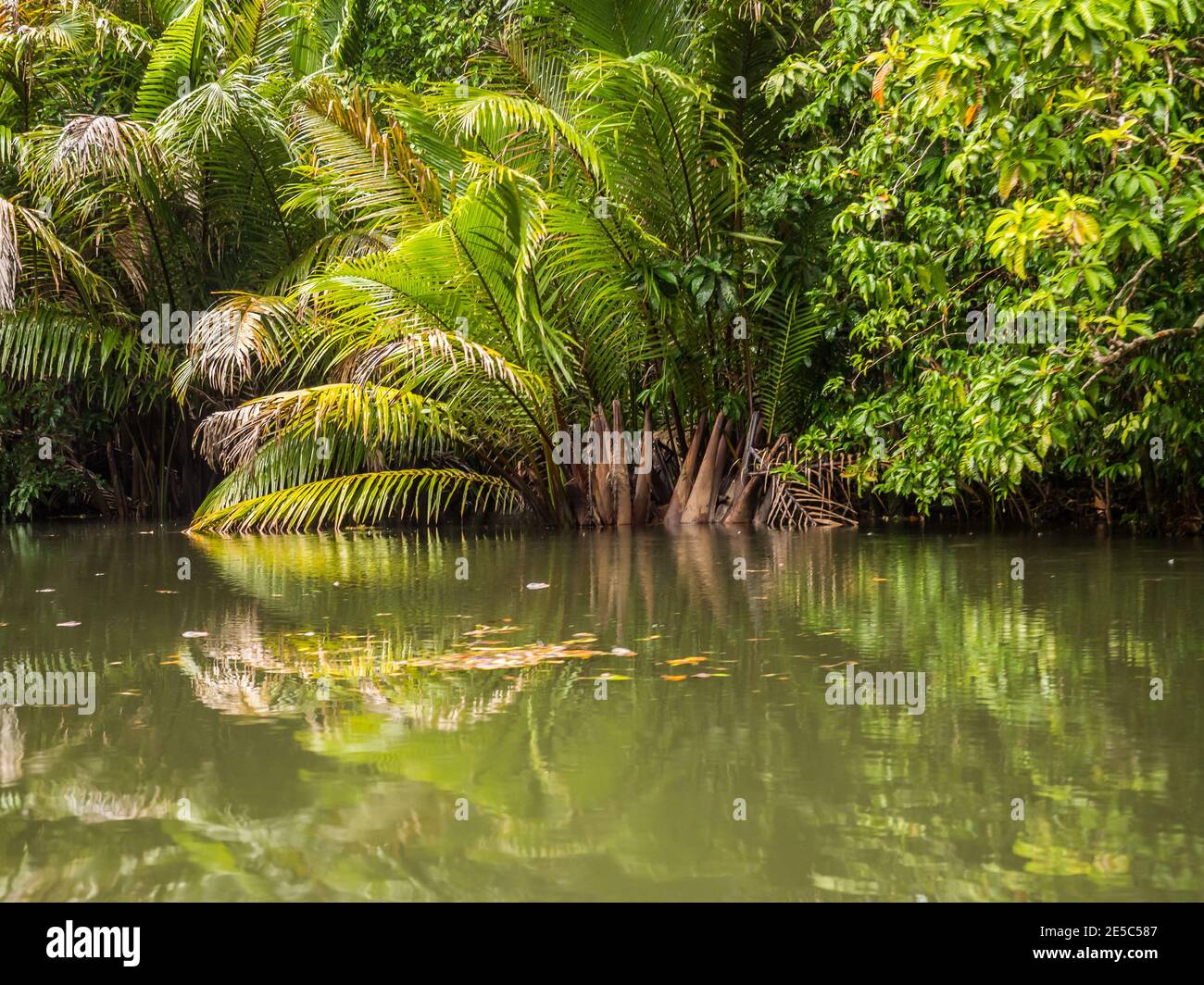 Tropical forest around Arguni Bay, Bird's Head Peninsula, West Papua ...