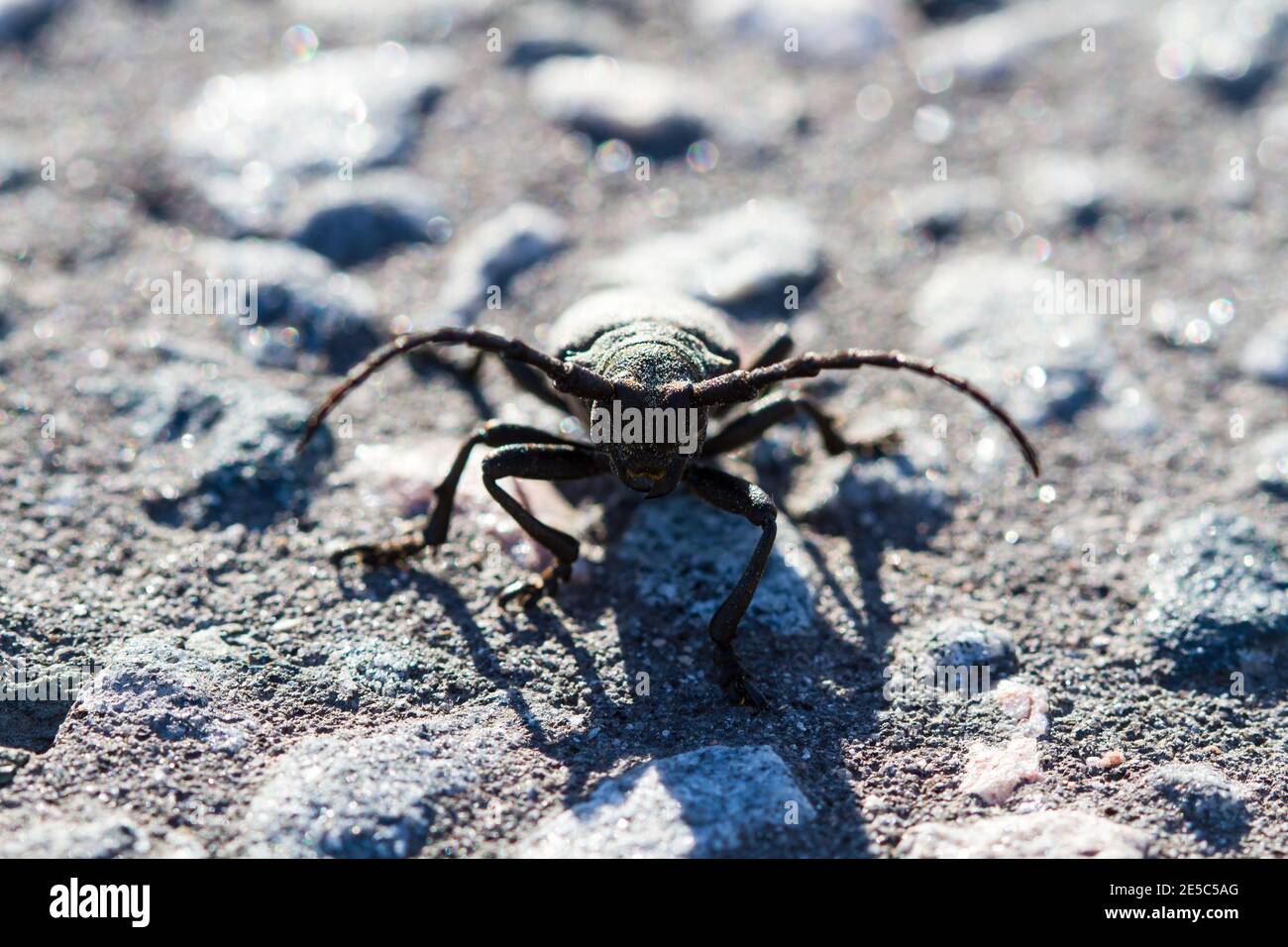 Claws insect animal beetle hi-res stock photography and images - Alamy
