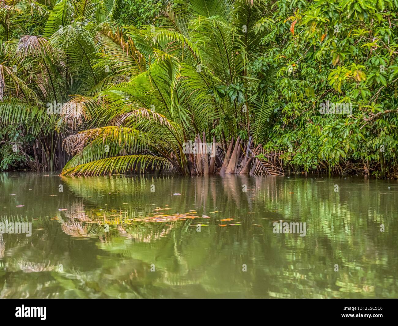 Tropical forest around Arguni Bay, Bird's Head Peninsula, West Papua ...