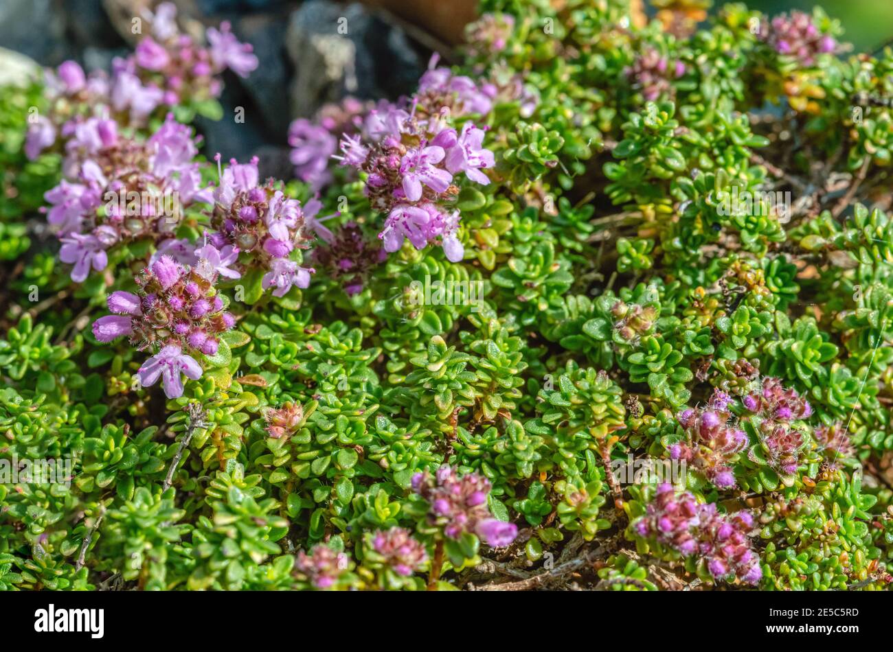 Thyme flowers vulgaris hi-res stock photography and images - Alamy
