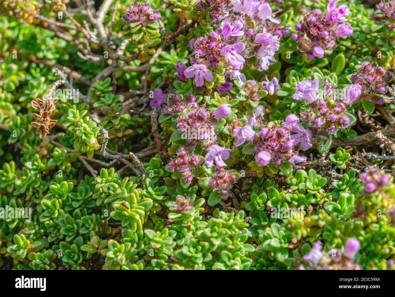 Thyme plant hi-res stock photography and images - Alamy