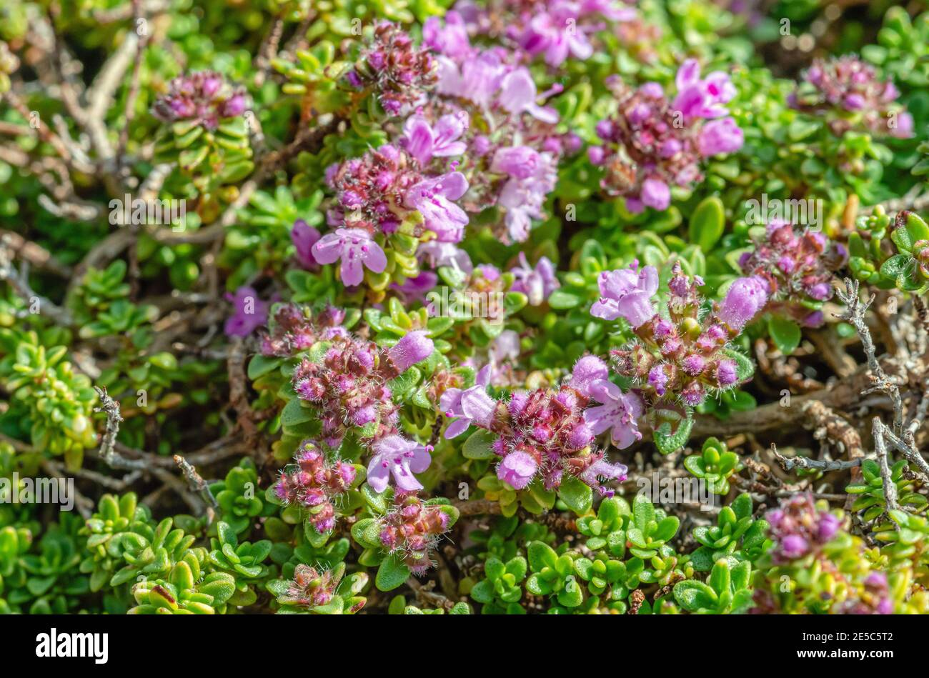 Tymus vulgaris hi-res stock photography and images - Alamy