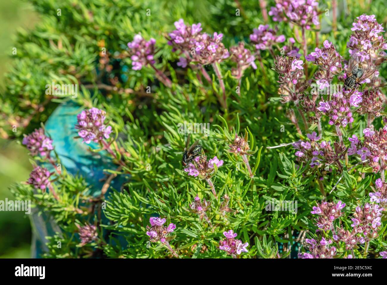 Tymus vulgaris hi-res stock photography and images - Alamy