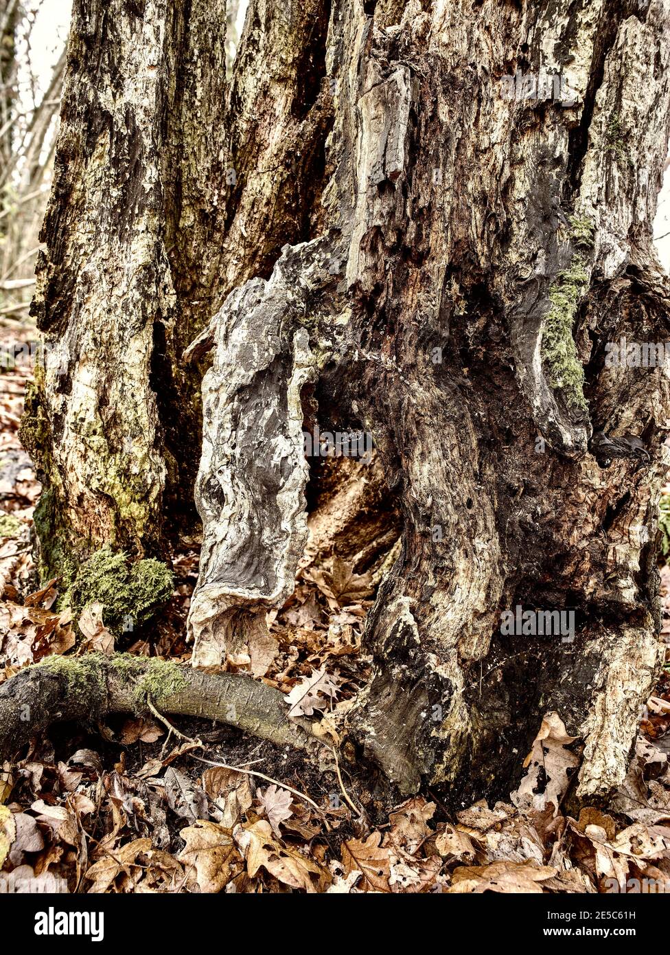 Close-up natural abstracts of tree patterns illustrating patterns ...