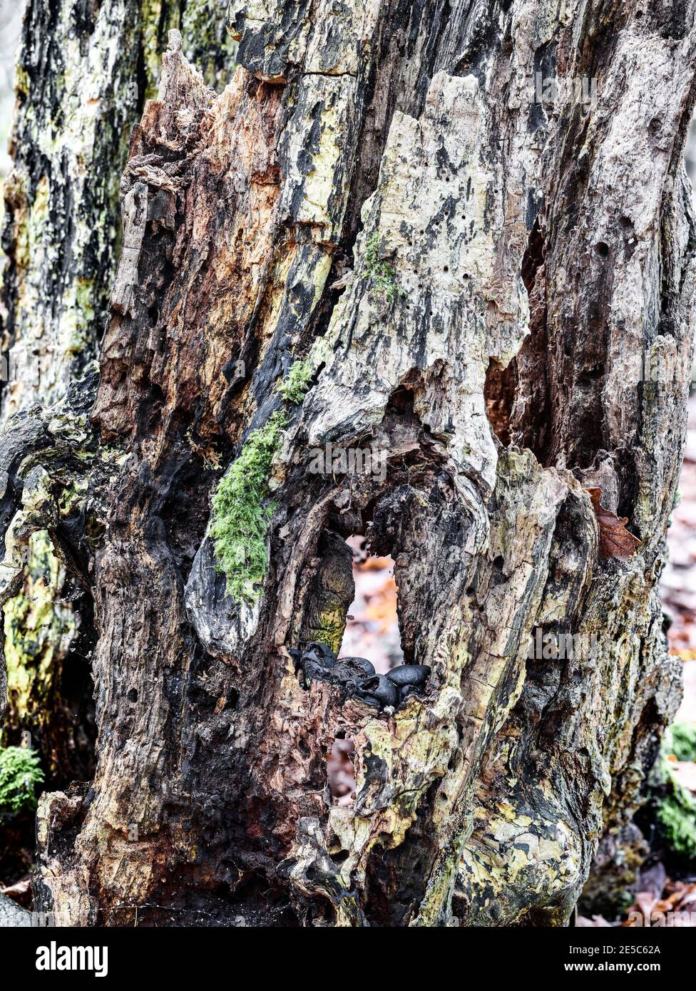 Close-up natural abstracts of tree patterns illustrating patterns ...