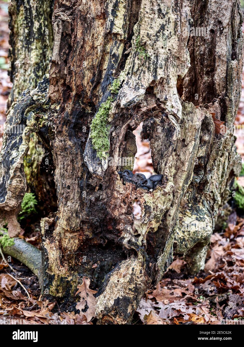 Close-up natural abstracts of tree patterns illustrating patterns ...