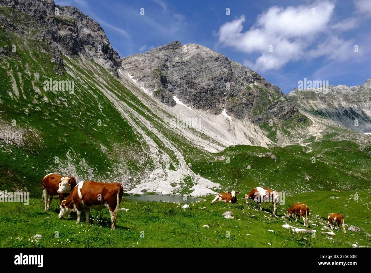 Goat breed austria hi-res stock photography and images - Alamy
