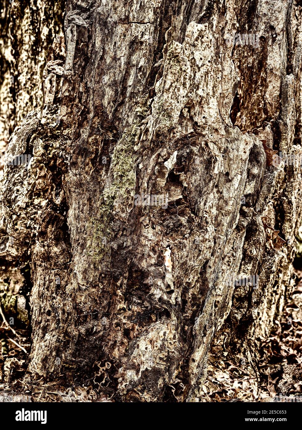 Close-up natural abstracts of tree patterns illustrating patterns ...