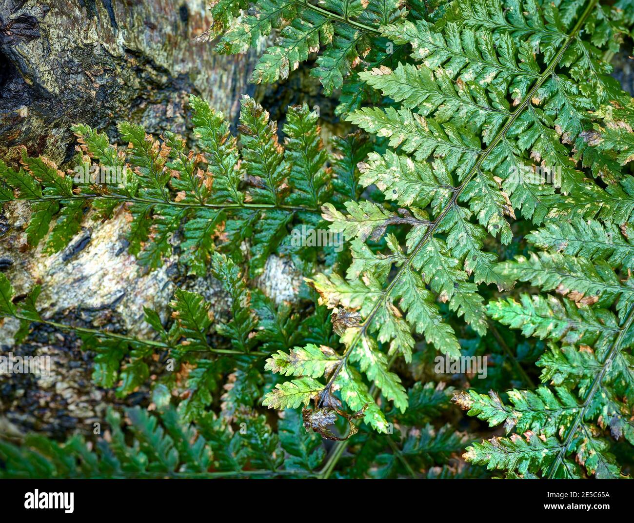 Abstract of fern fronds natural still-life on a winter woodland floor ...