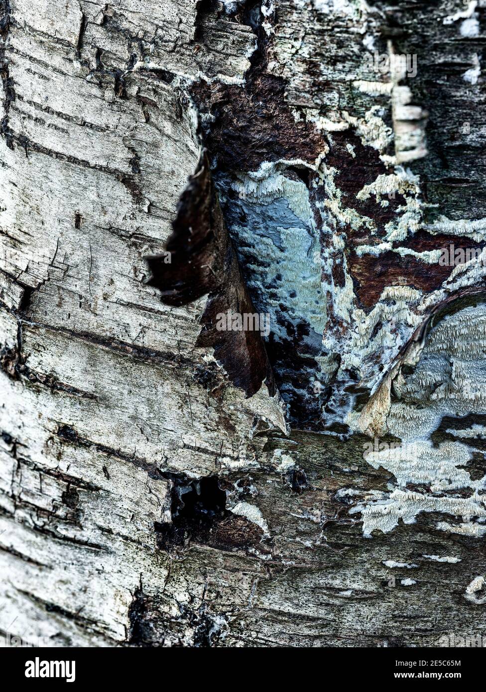 Close-up natural abstracts of tree patterns illustrating patterns ...