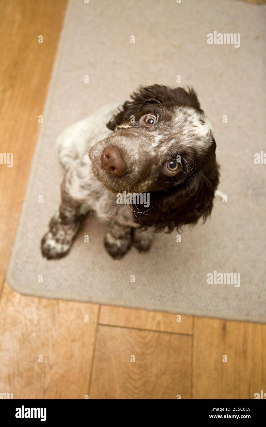 Liver white springer spaniel puppies hi-res stock photography and ...