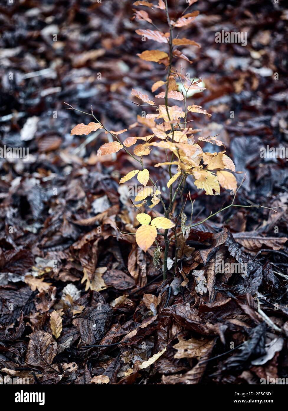 Single colourful sapling glowing against dark fallen leaves on a ...