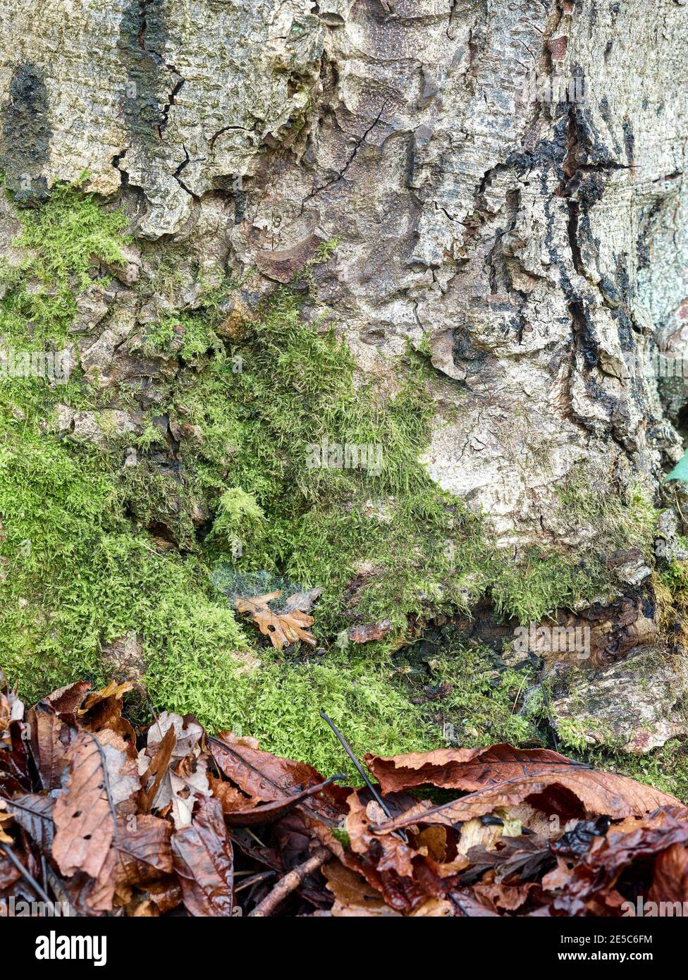 Close-up natural abstracts of tree patterns illustrating patterns ...