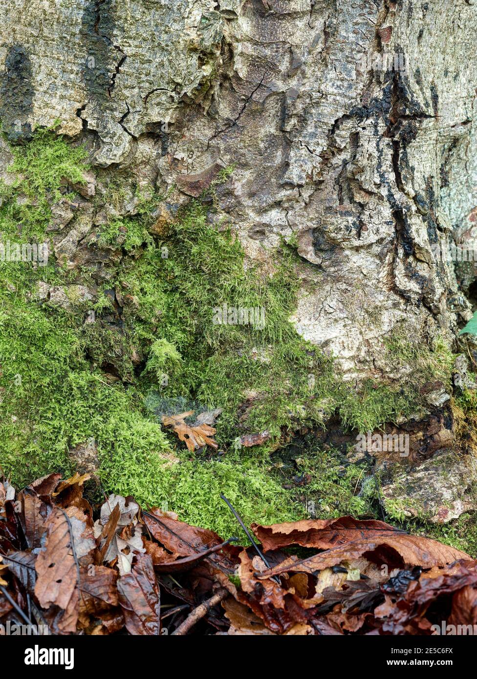 Close-up natural abstracts of tree patterns illustrating patterns ...