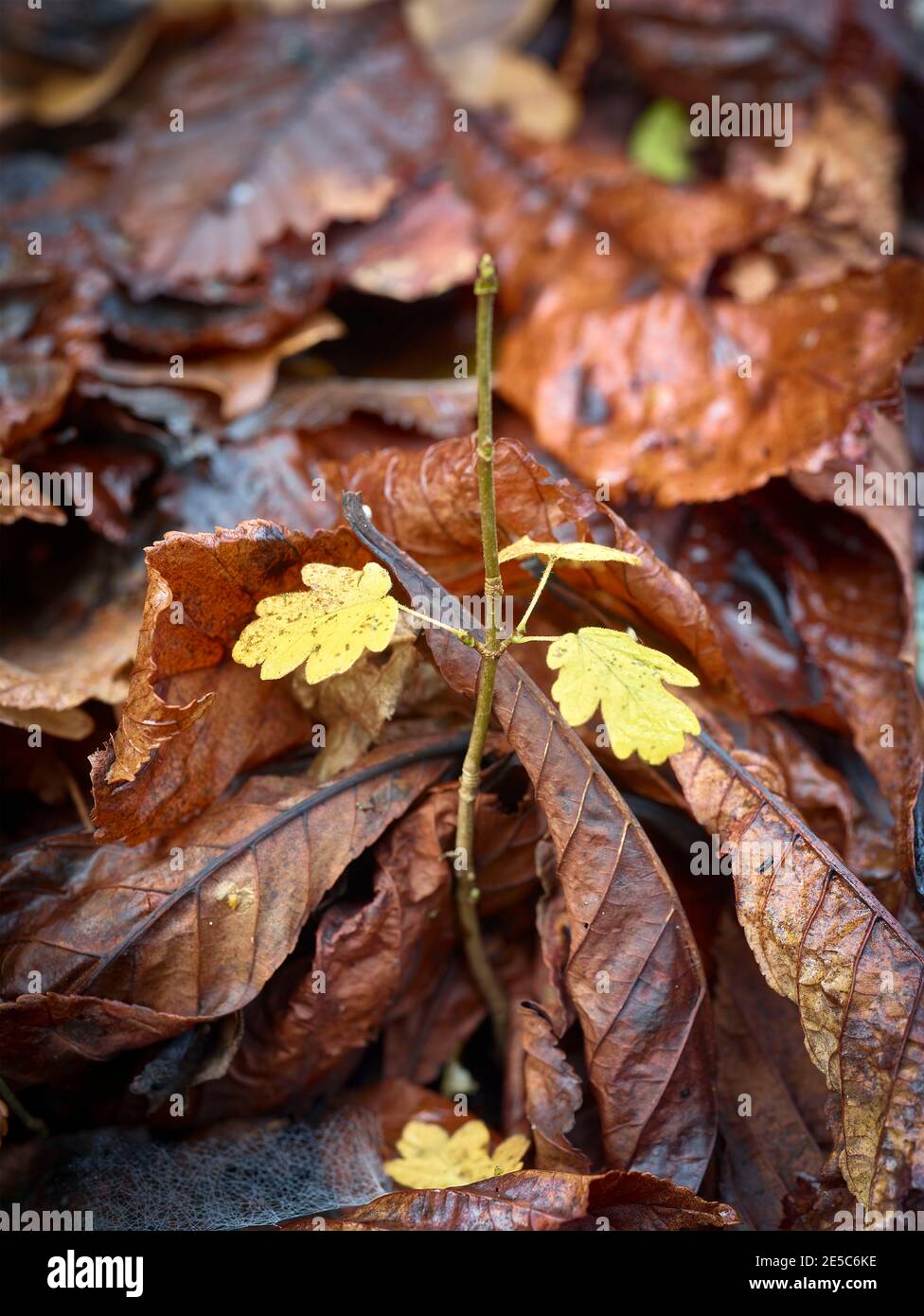 Small sapling growing though fallen autumnal leaf litter, natures ...