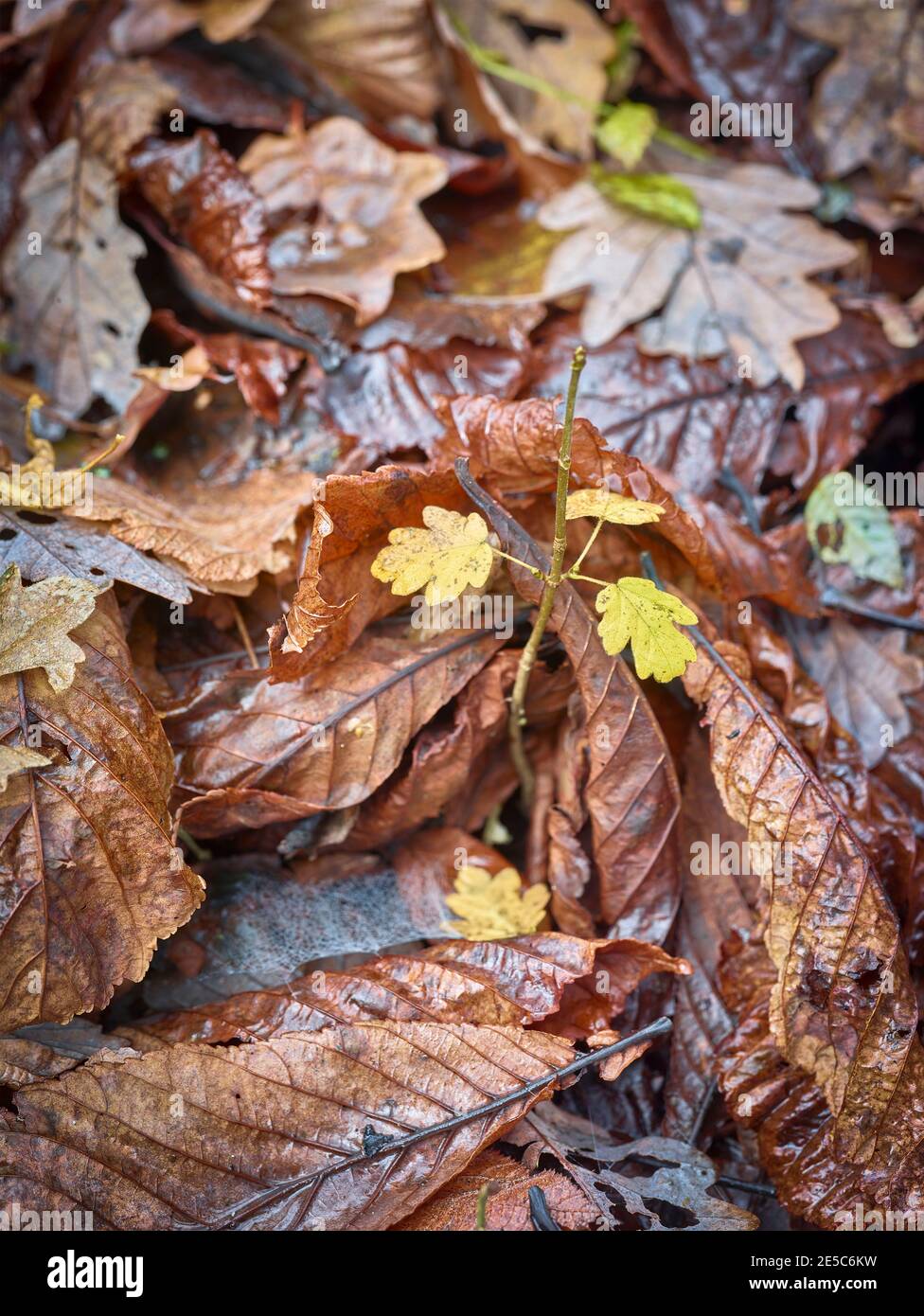 Small sapling growing though fallen autumnal leaf litter, natures ...