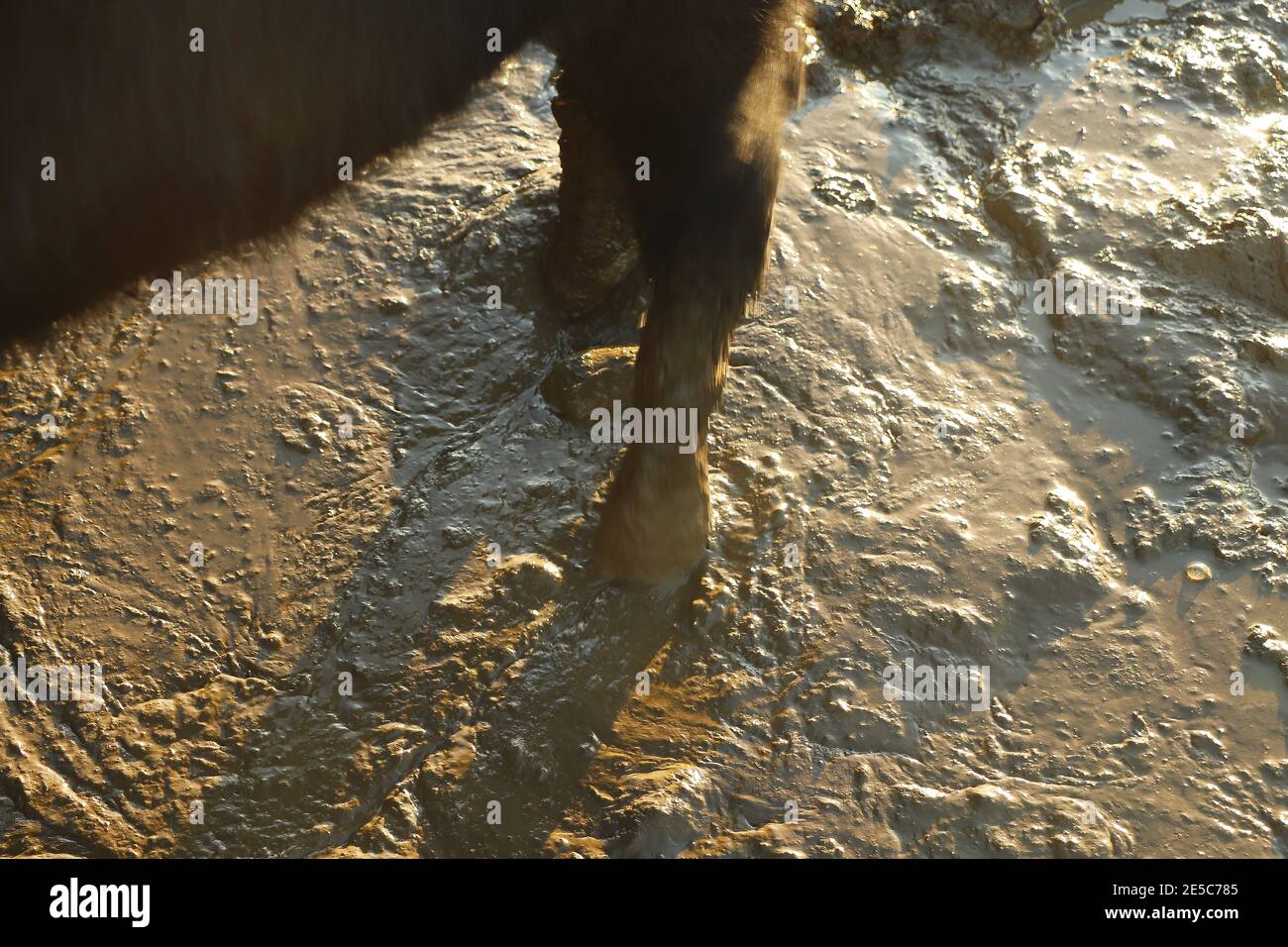 Cow in deep mud puddle hi-res stock photography and images - Alamy