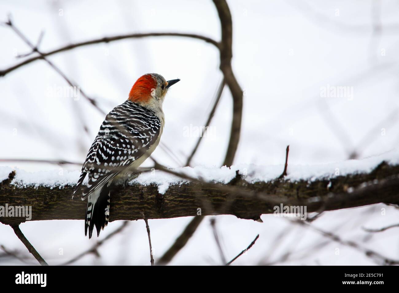 Yellow bellied sapsucker feather hi-res stock photography and images ...