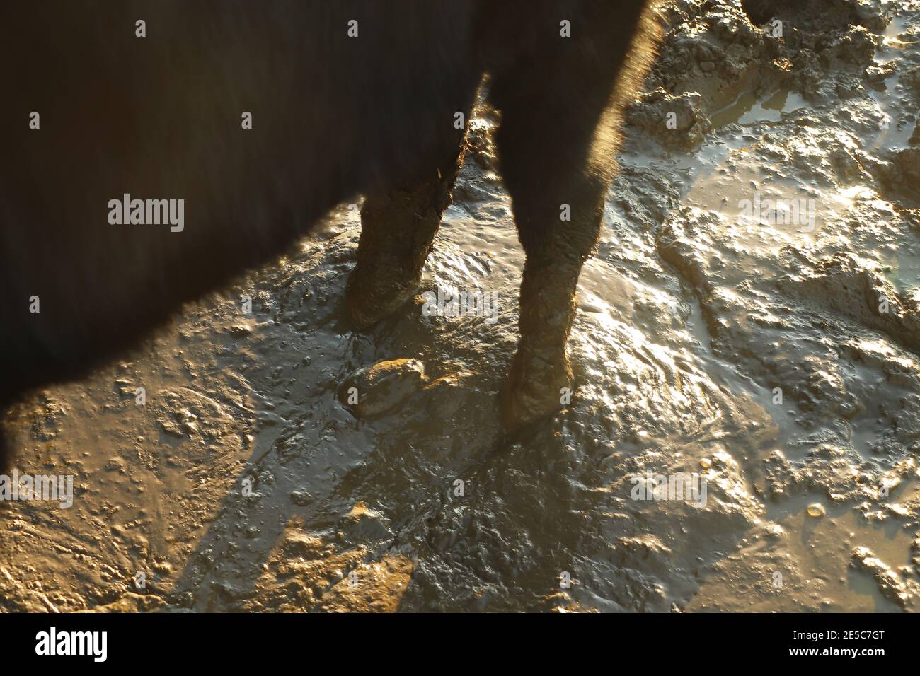 Cow in deep mud puddle hi-res stock photography and images - Alamy