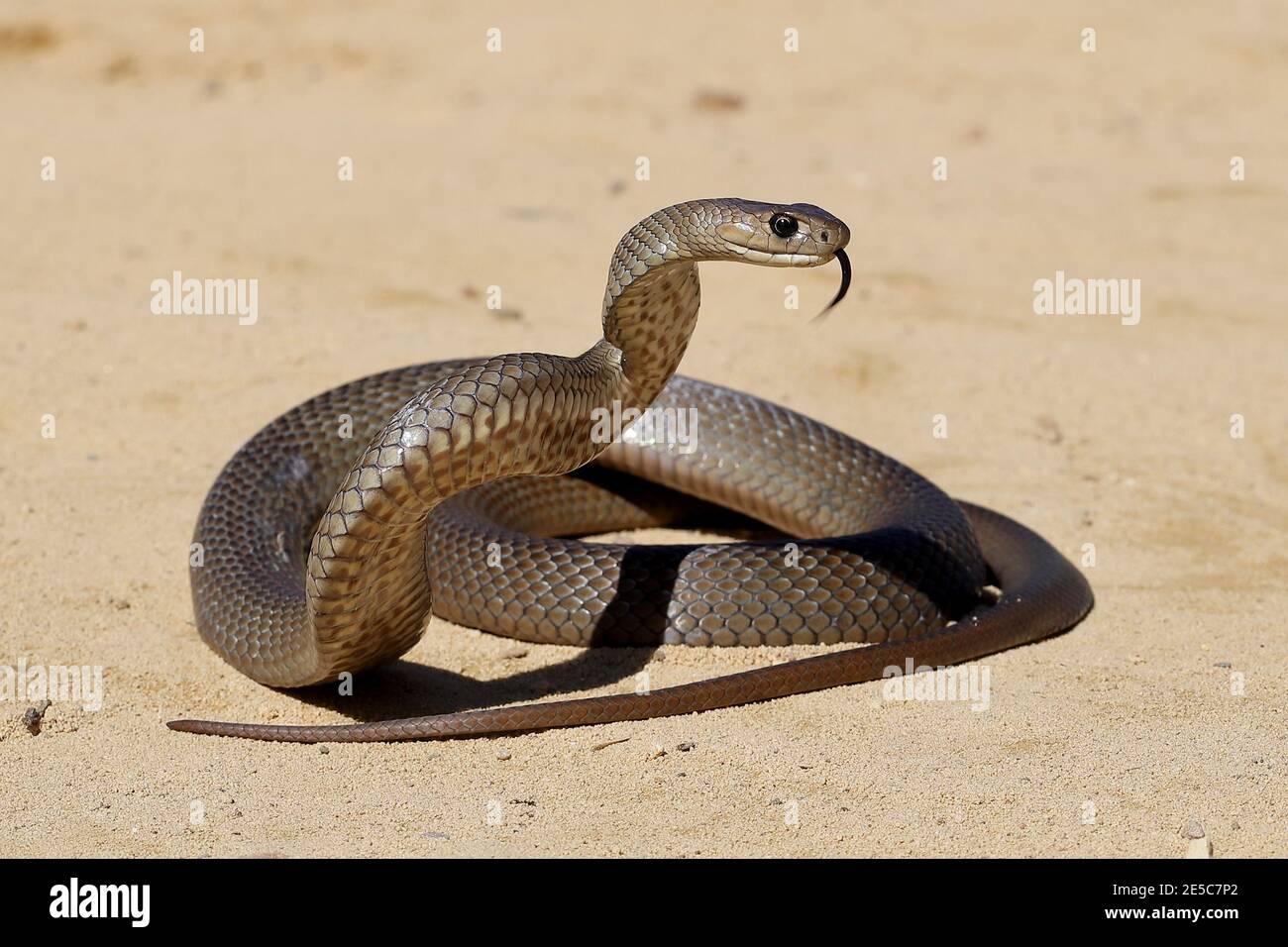 Australian Highly venomous Eastern Brown Snake in striking position ...