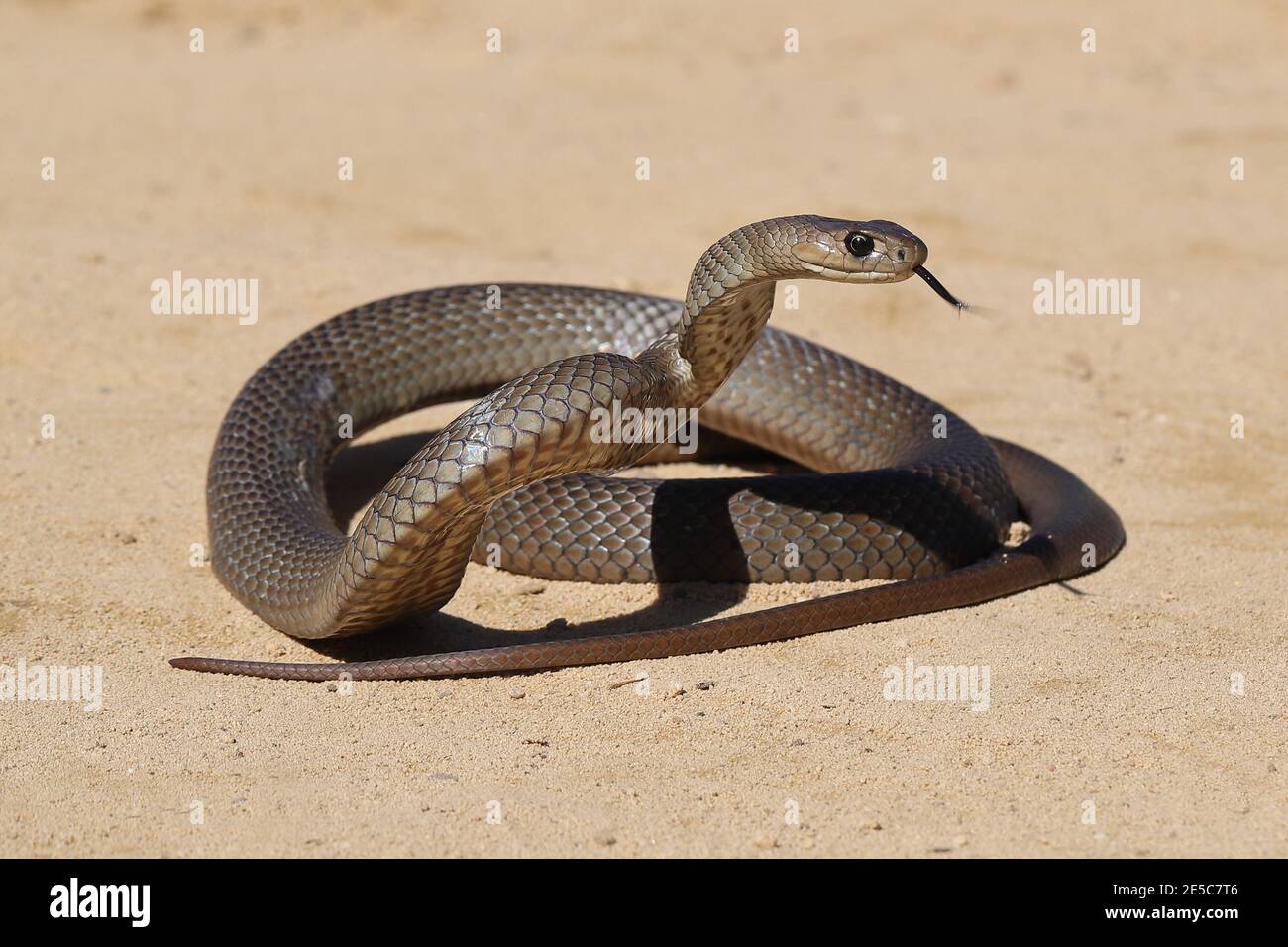 Australian Highly venomous Eastern Brown Snake in striking position ...