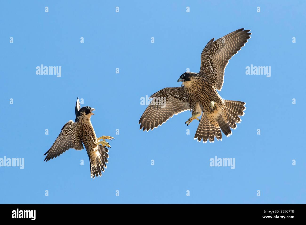 Peregrine falcon australia hi-res stock photography and images - Alamy