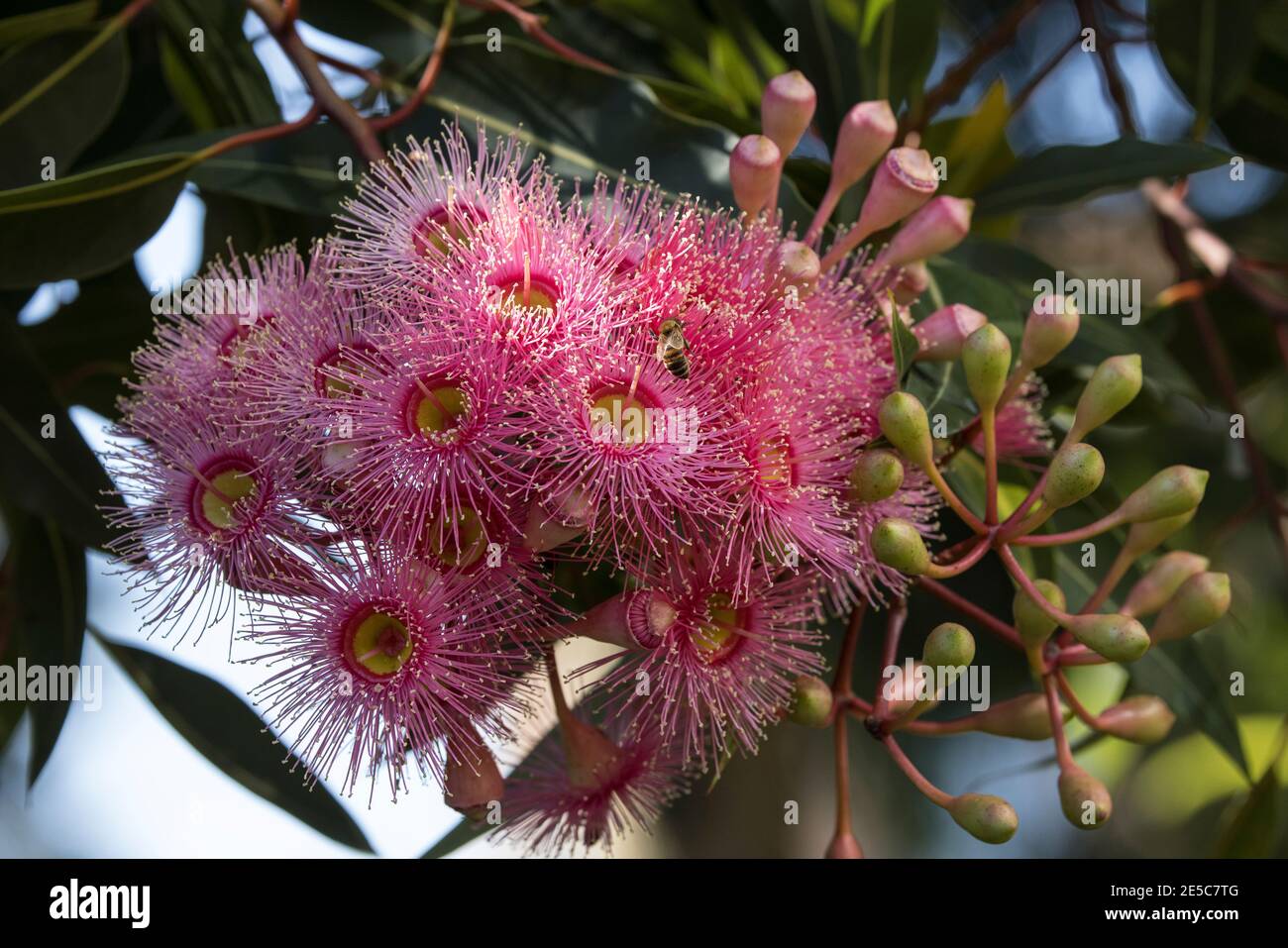 Red Flowering Gum tree with flowers and buds Stock Photo - Alamy